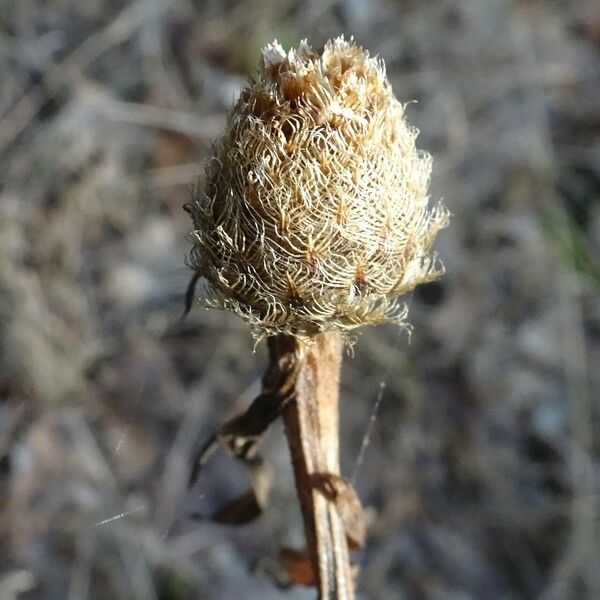 American Star-Thistle (Plectocephalus Americanus) Plant Care & How to ...