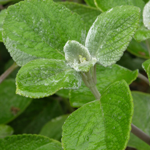 Plectranthus Argentatus Plant Care & How to Grow, Water