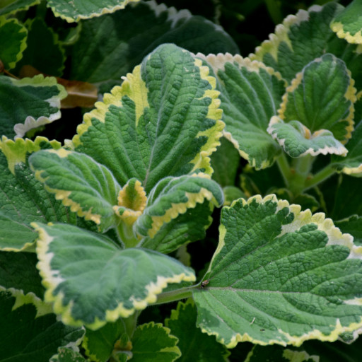 Speckled Spur Flower (Plectranthus Ciliatus) Plant Care & How to Grow ...
