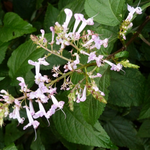 Spurflower (Plectranthus Ecklonii) Plant Care & How to Grow, Water