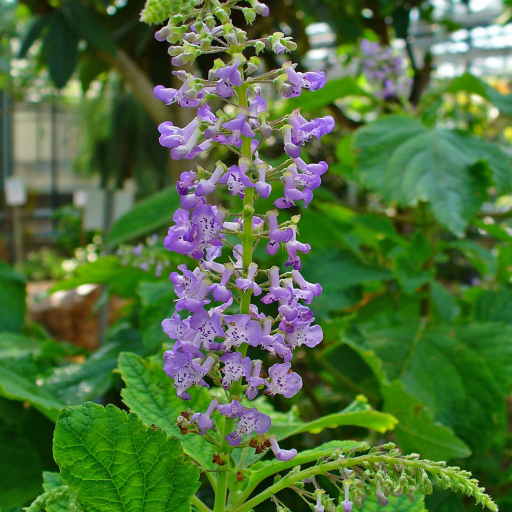 Forest Spur-Flower (Plectranthus Fruticosus) Plant Care & How to Grow ...