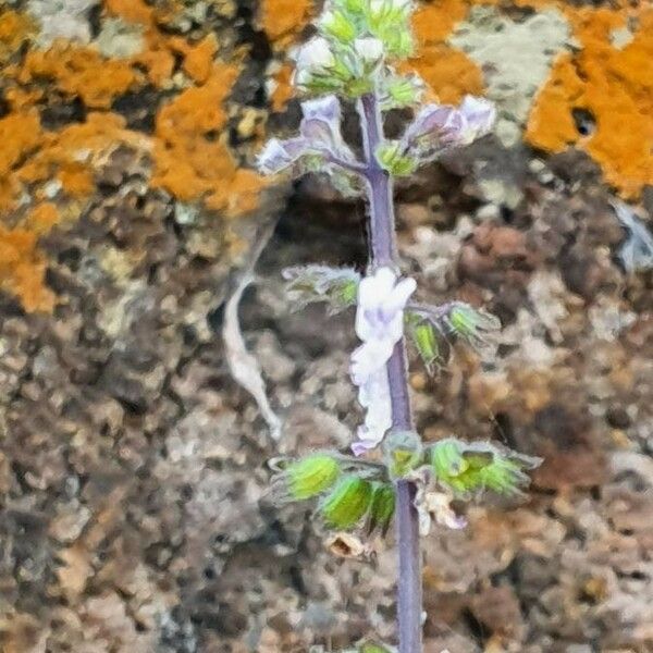 Plectranthus Longipes Care Guide: Water, Soil & Propagation - Plantiary
