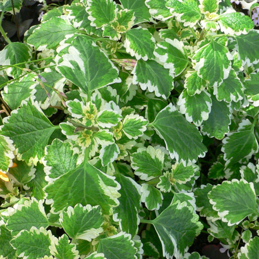 Lilly Pilly (Syzygium Smithii) Plant Care & How to Grow, Water