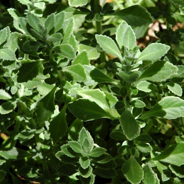 Plectranthus Montanus Plant Care & How to Grow, Water