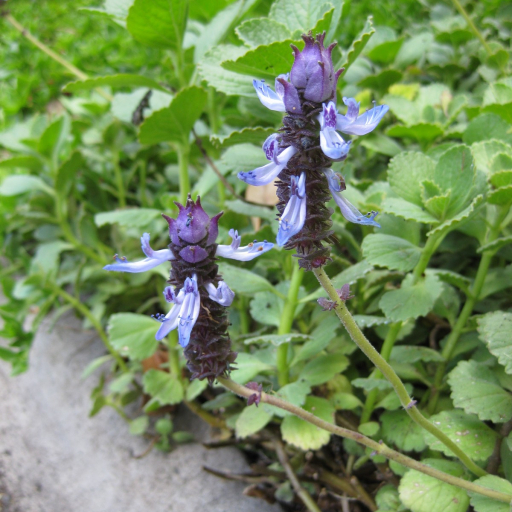 Lobster Bush (Plectranthus Neochilus) Plant Care & How to Grow, Water