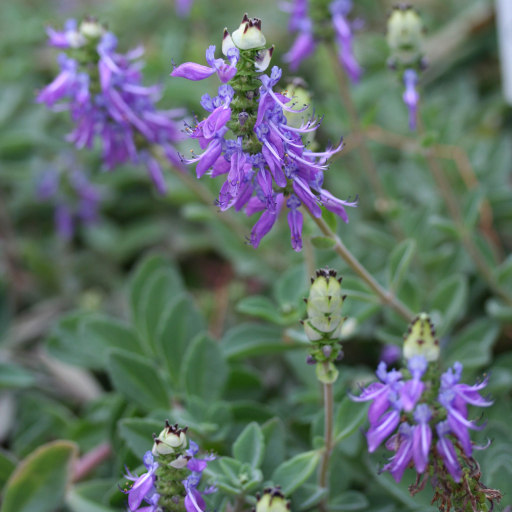 Mexican Petunia (Ruellia Simplex) Plant Care & How to Grow, Water