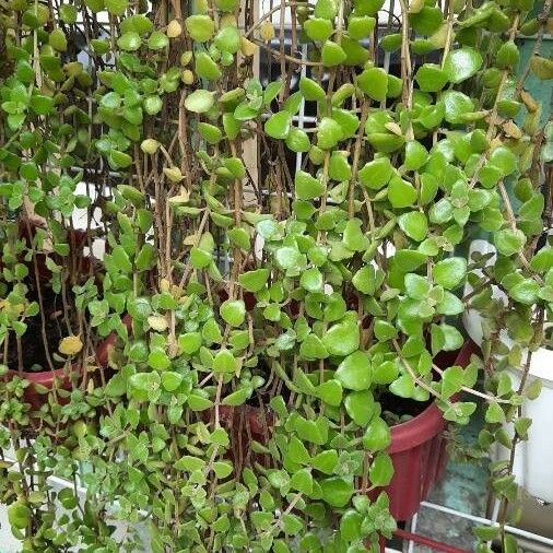 Plectranthus Prostratus Plant Care & How to Grow, Water