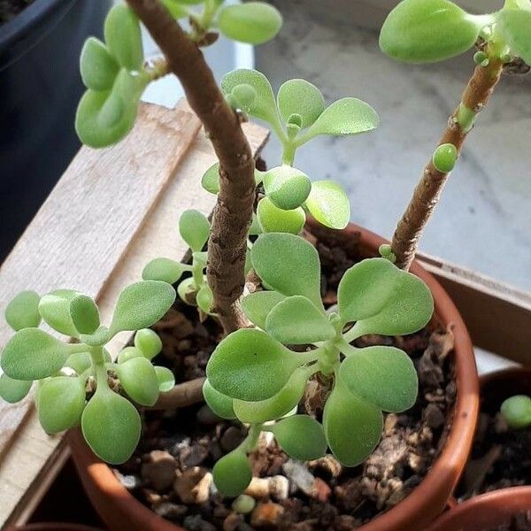 Socotran Hullwort (Plectranthus Socotranus) Plant Care & How to Grow, Water