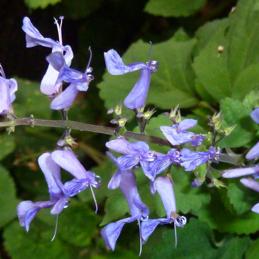 Mona Lavander (Plectranthus Zuluensis) Plant Care & How to Grow, Water
