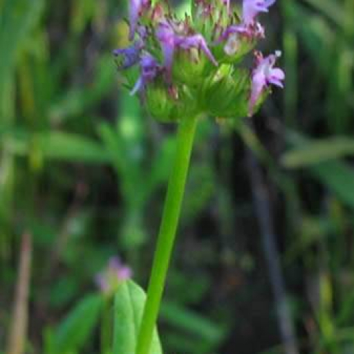Longspur Seablush (Plectritis Ciliosa) Plant Care & How to Grow, Water