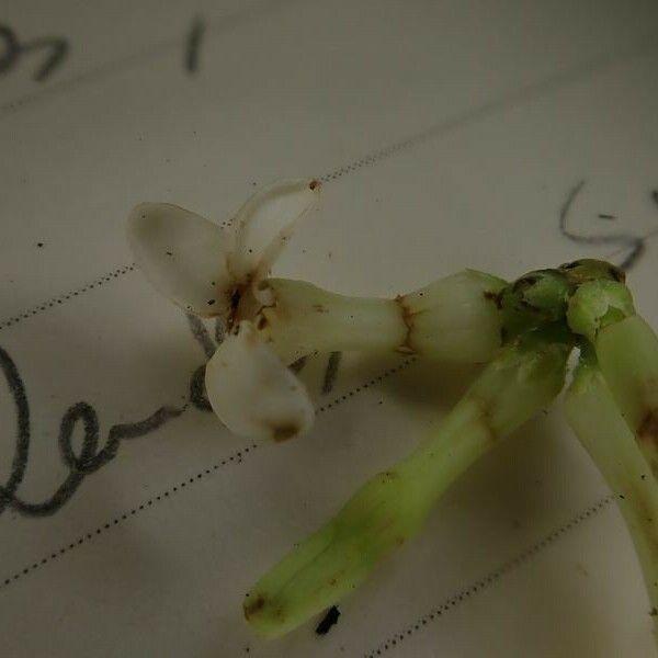 Pleiocarpa Pycnantha Plant Care & How to Grow, Water