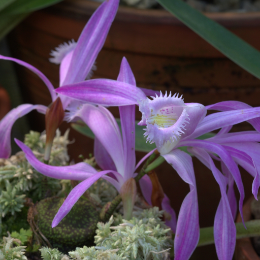 Pleione Praecox Plant Care & How to Grow, Water
