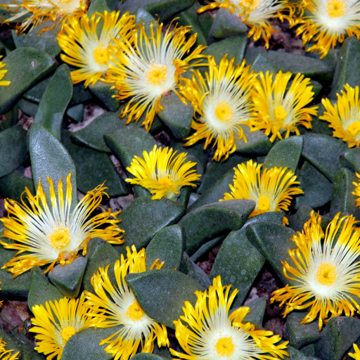 Ostrichfoot Quaggafig (Pleiospilos Compactus) Plant Care & How to Grow ...