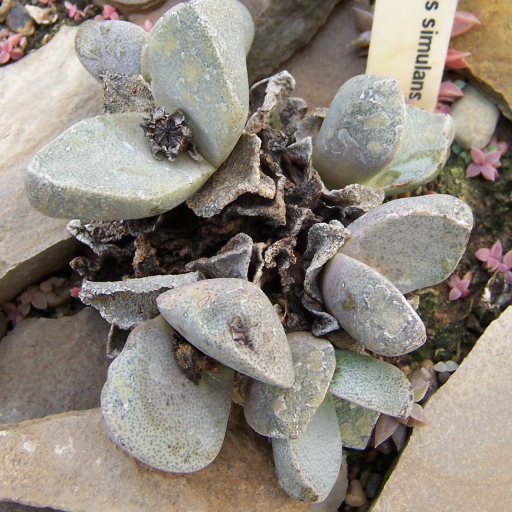 Pleiospilos Simulans Plant Care & How to Grow, Water