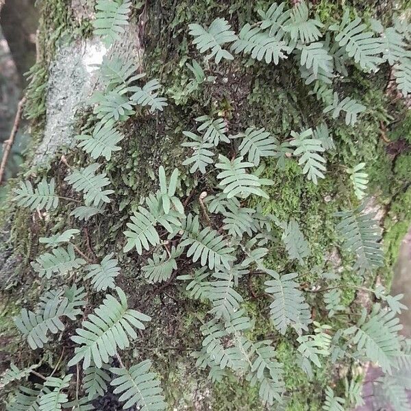 Pleopeltis Minima Plant Care & How to Grow, Water