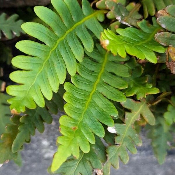 Pleopeltis Pinnatifida Care Guide: Water, Soil & Propagation - Plantiary