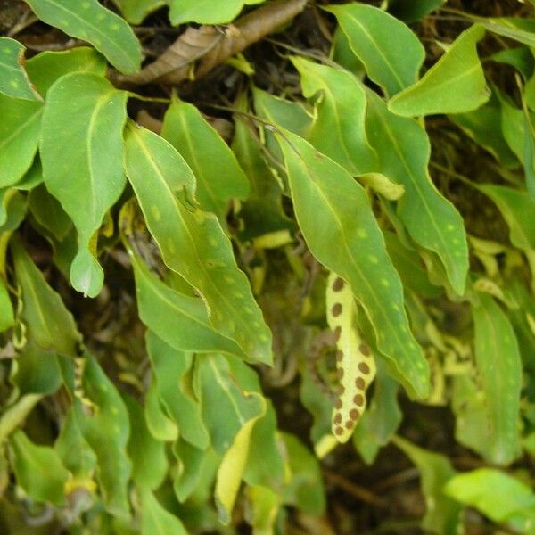 Redscale Scaly Polypody (Pleopeltis Polylepis) Plant Care & How to Grow ...
