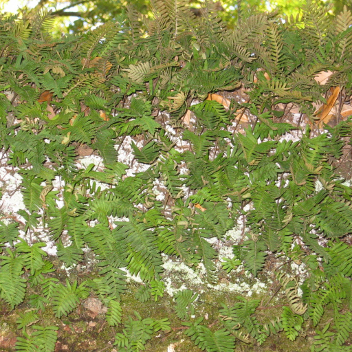 Resurrection Fern (Pleopeltis Polypodioides) Plant Care & How to Grow ...