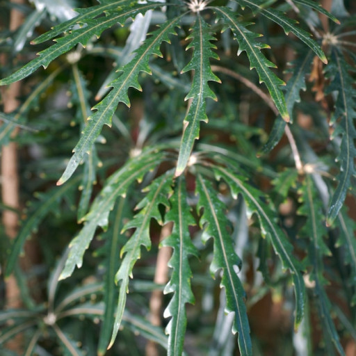 False Aralia (Plerandra Elegantissima) Plant Care & How to Grow, Water