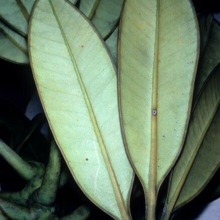 Plerandra Pachyphylla Plant Care & How to Grow, Water