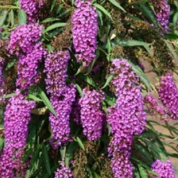 Pleroma Alatum Plant Care & How to Grow, Water