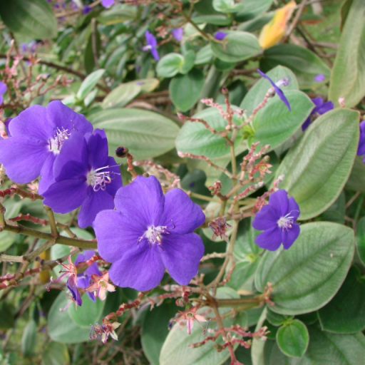 Silverleafed Princess Flower (Pleroma Heteromallum) Plant Care & How to ...
