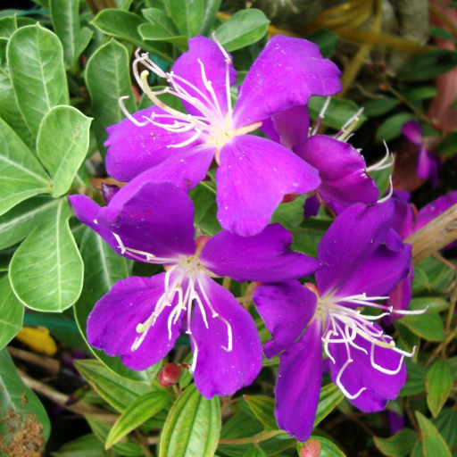 Princess Flower (Pleroma Semidecandrum) Plant Care & How to Grow, Water