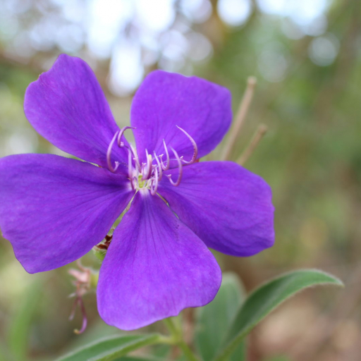 Lory Bush (Pleroma Urvilleanum) Plant Care & How to Grow, Water