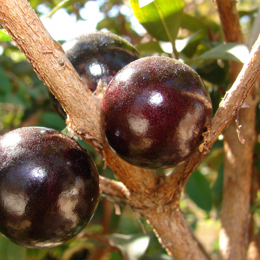 Jaboticaba Tree (Plinia Cauliflora) Plant Care & How to Grow, Water