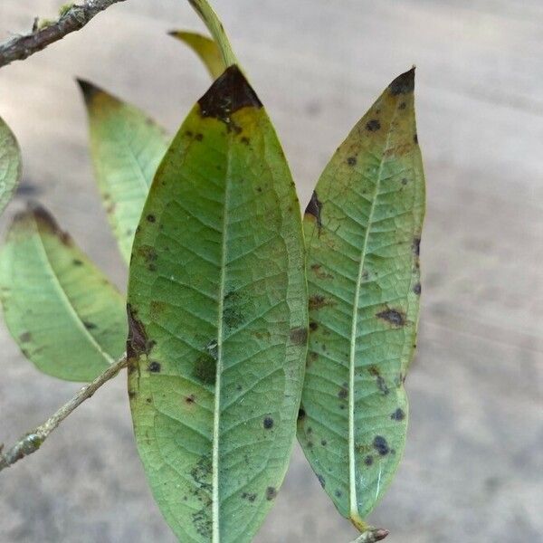 Plinia Spirito-sanctensis Plant Care & How to Grow, Water