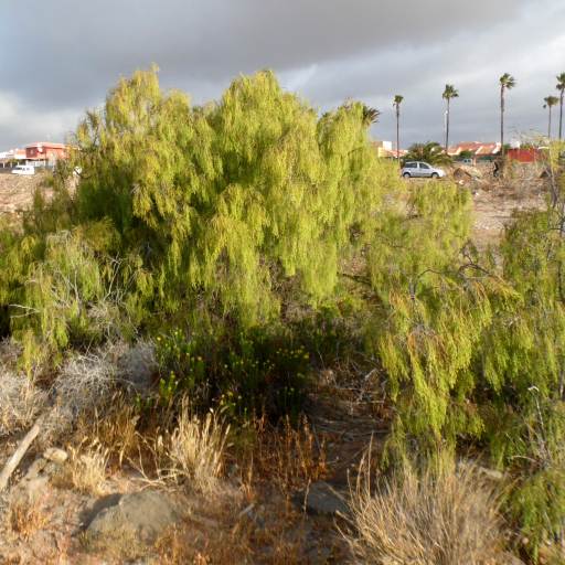 Plocama Pendula Plant Care & How to Grow, Water