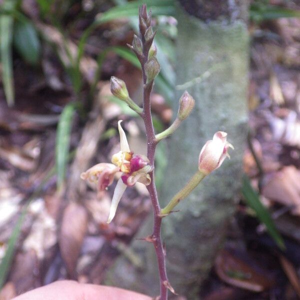 Plocoglottis Lowii Care Guide: Water, Soil & Propagation - Plantiary