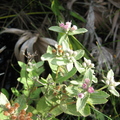 Rosy Camphorweed (Pluchea Baccharis) Plant Care & How to Grow, Water