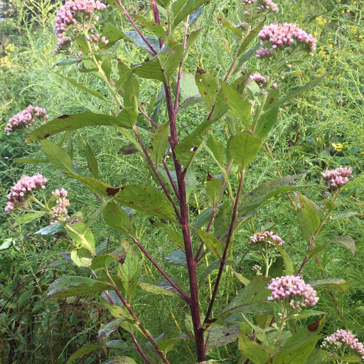 Plowman's-Wort (Pluchea Camphorata) Plant Care & How to Grow, Water