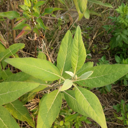 Sourbush (Pluchea Carolinensis) Plant Care & How to Grow, Water
