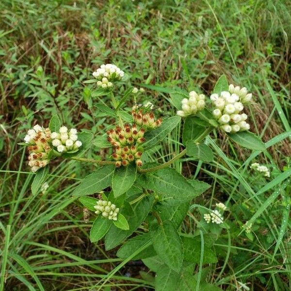 Stinking Camphorweed (Pluchea Foetida) Plant Care & How to Grow, Water