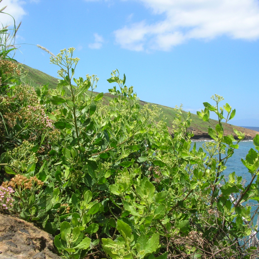 Indian Fleabane (Pluchea Indica) Plant Care & How to Grow, Water