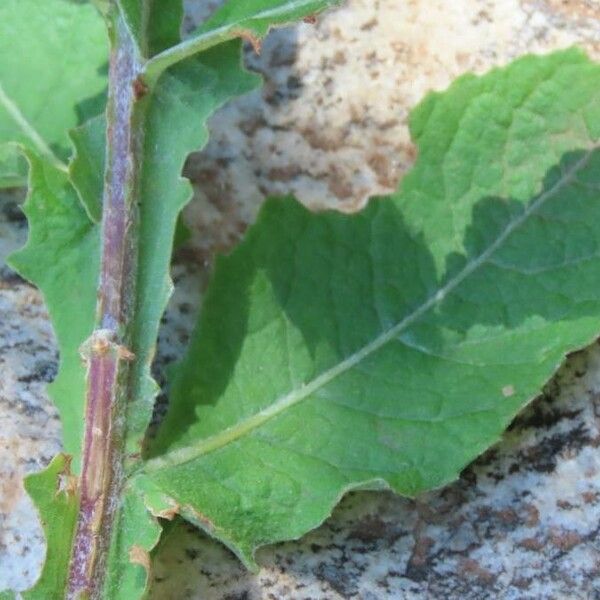 Quincy Pride (Pluchea Ovalis) Plant Care & How to Grow, Water