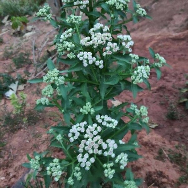 Wingstem Camphorweed (Pluchea Sagittalis) Plant Care & How to Grow, Water
