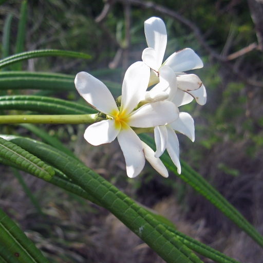 Nosegay Tree (Plumeria Alba) Plant Care & How to Grow, Water