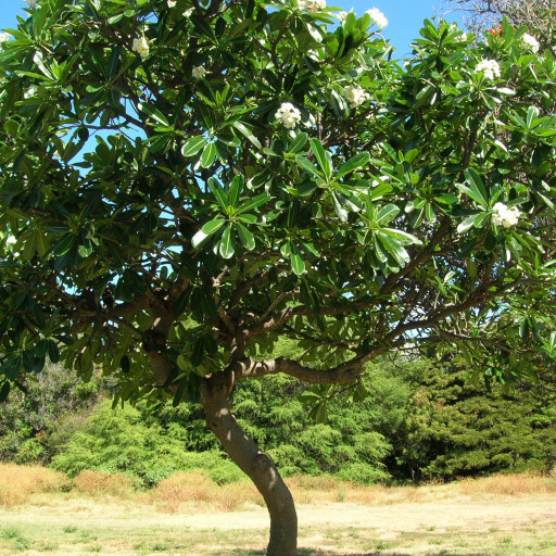 Frangipani (Plumeria Obtusa) Plant Care & How to Grow, Water