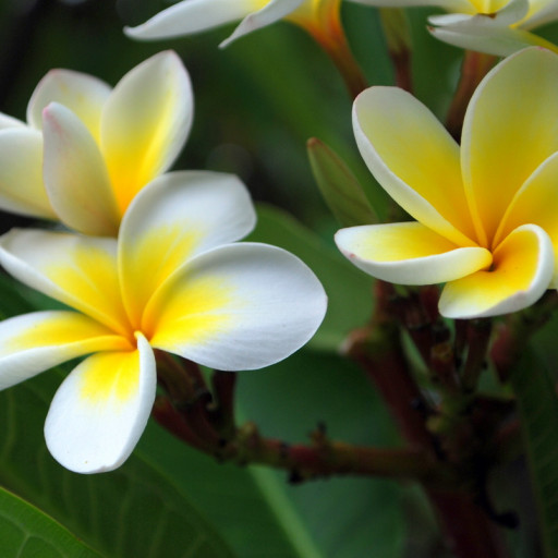 Frangipani Trees (Plumeria) Plant Care & How to Grow, Water