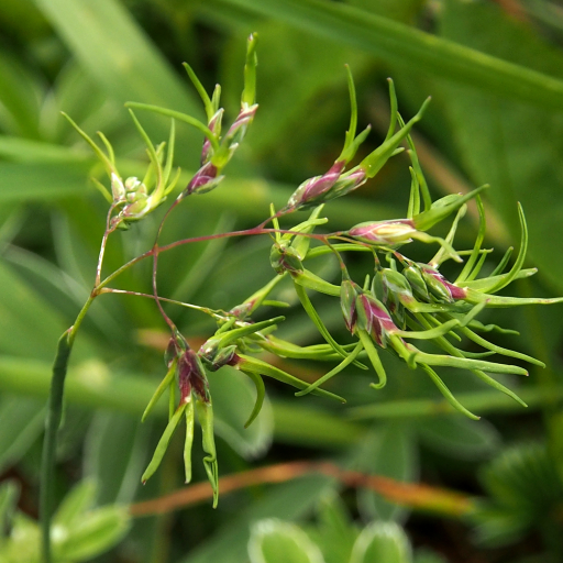 Alpine Meadow Grass (Poa Alpina) Plant Care & How to Grow, Water