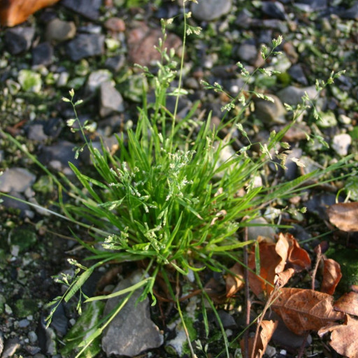 Winter Grass (Poa Annua) Plant Care & How to Grow, Water