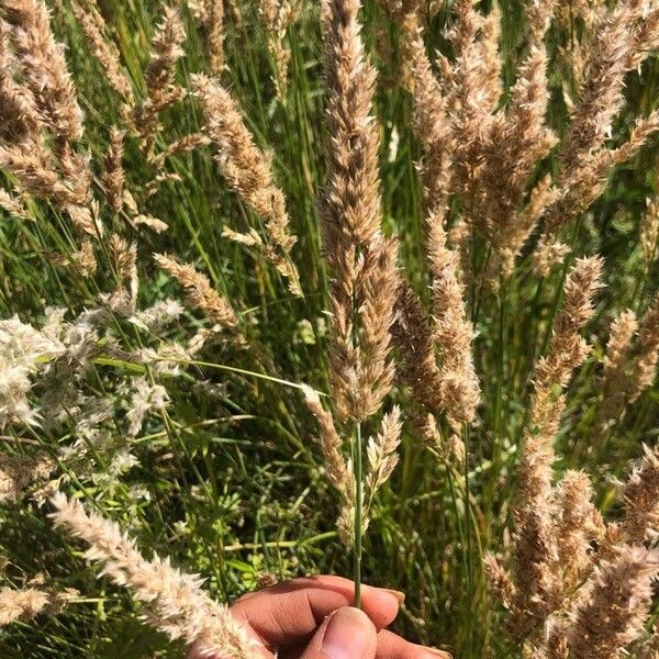 Texas Bluegrass (Poa Arachnifera) Plant Care & How to Grow, Water