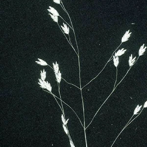 Autumn Blue Grass (Poa Autumnalis) Plant Care & How to Grow, Water