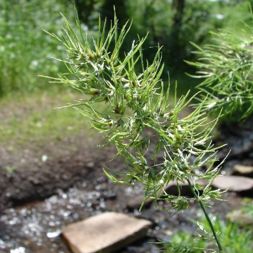 Bulbous Bluegrass (Poa Bulbosa) Plant Care & How to Grow, Water