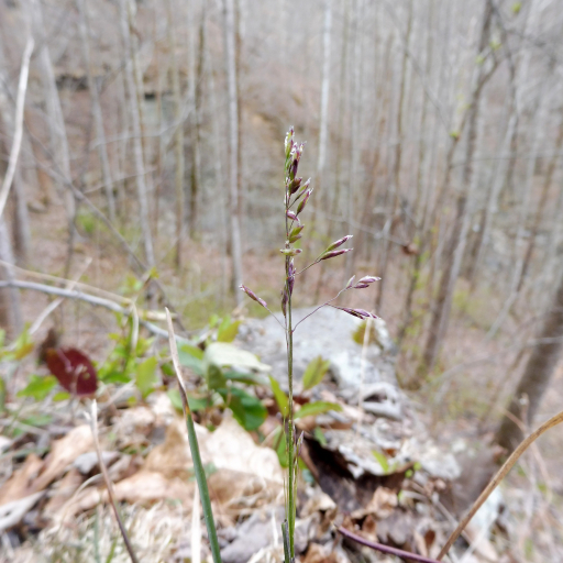 Early Bluegrass (Poa Cuspidata) Plant Care & How to Grow, Water