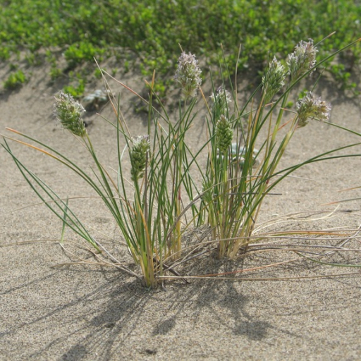 Seashore Blue Grass (Poa Douglasii) Plant Care & How to Grow, Water