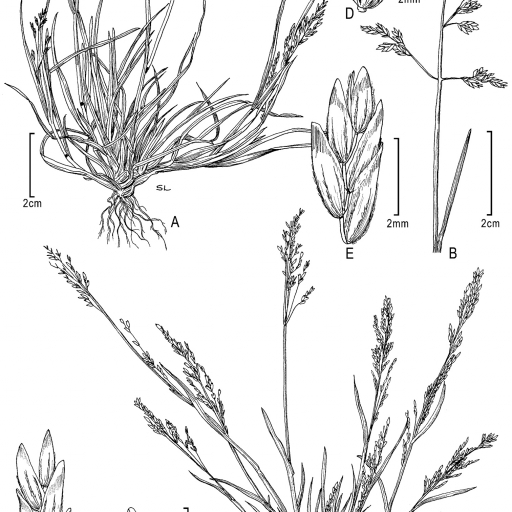 Early Meadow Grass (Poa Infirma) Plant Care & How to Grow, Water